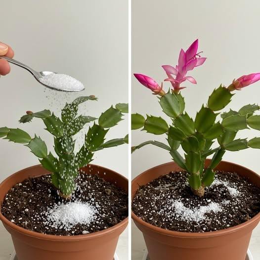 Fall Awakening: Breathing Life into House Flowers with a Little Secret ...